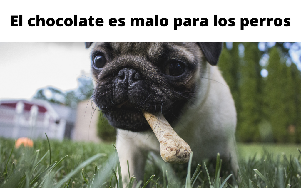 El chocolate es malo para perros y gatos ¡CUIDADO! – chocolateSI.com